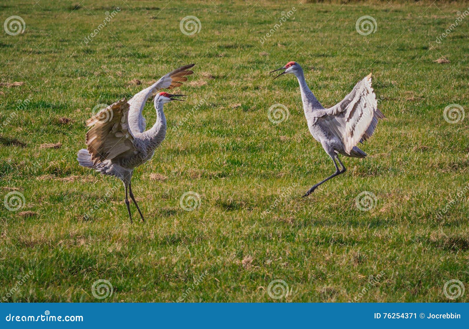 Mating Sandhill Cranes Dance in the Air Stock Image - Image of face ...