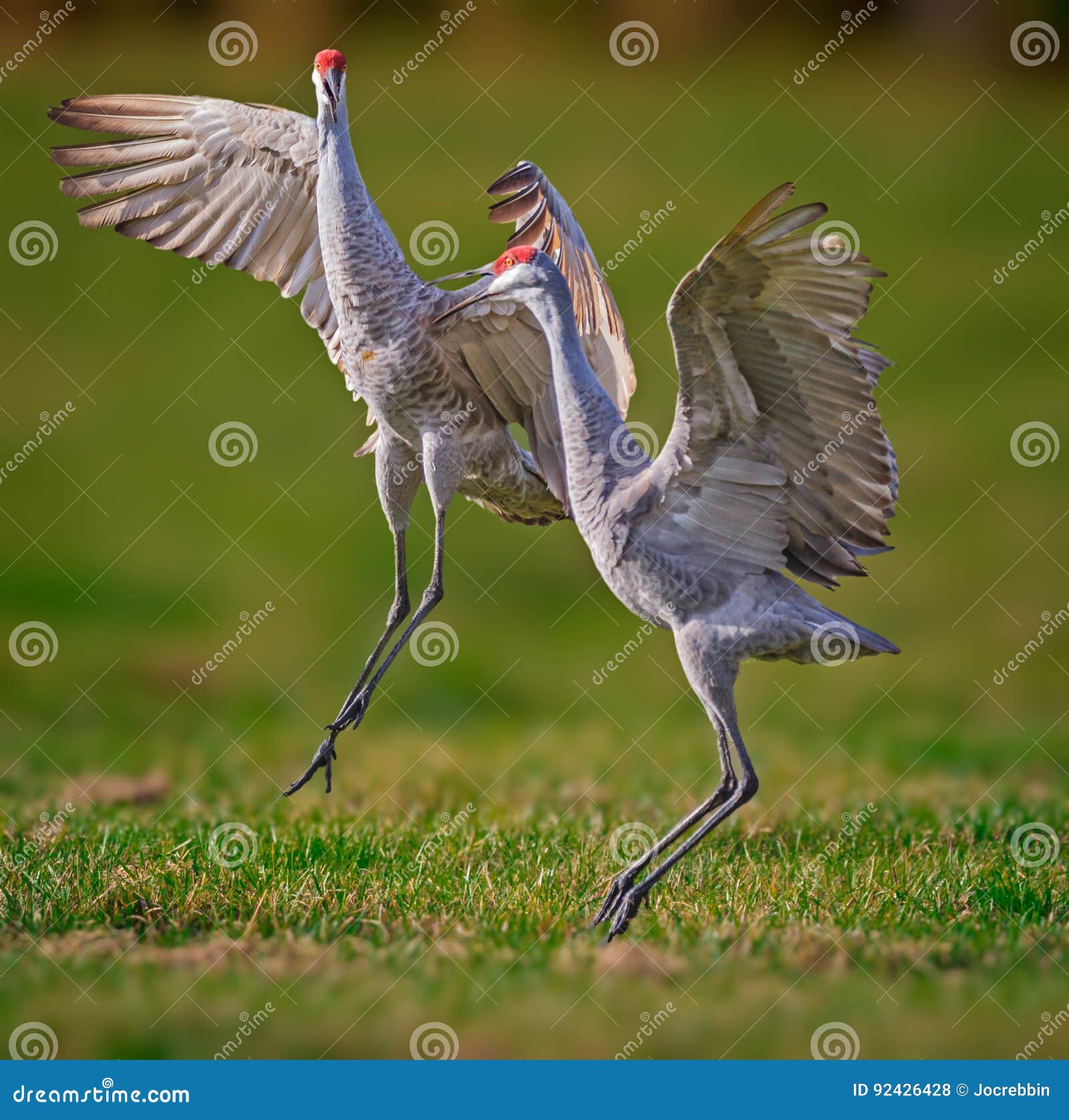 Mating Sandhill Cranes Dance in the Air Stock Photo - Image of mating ...