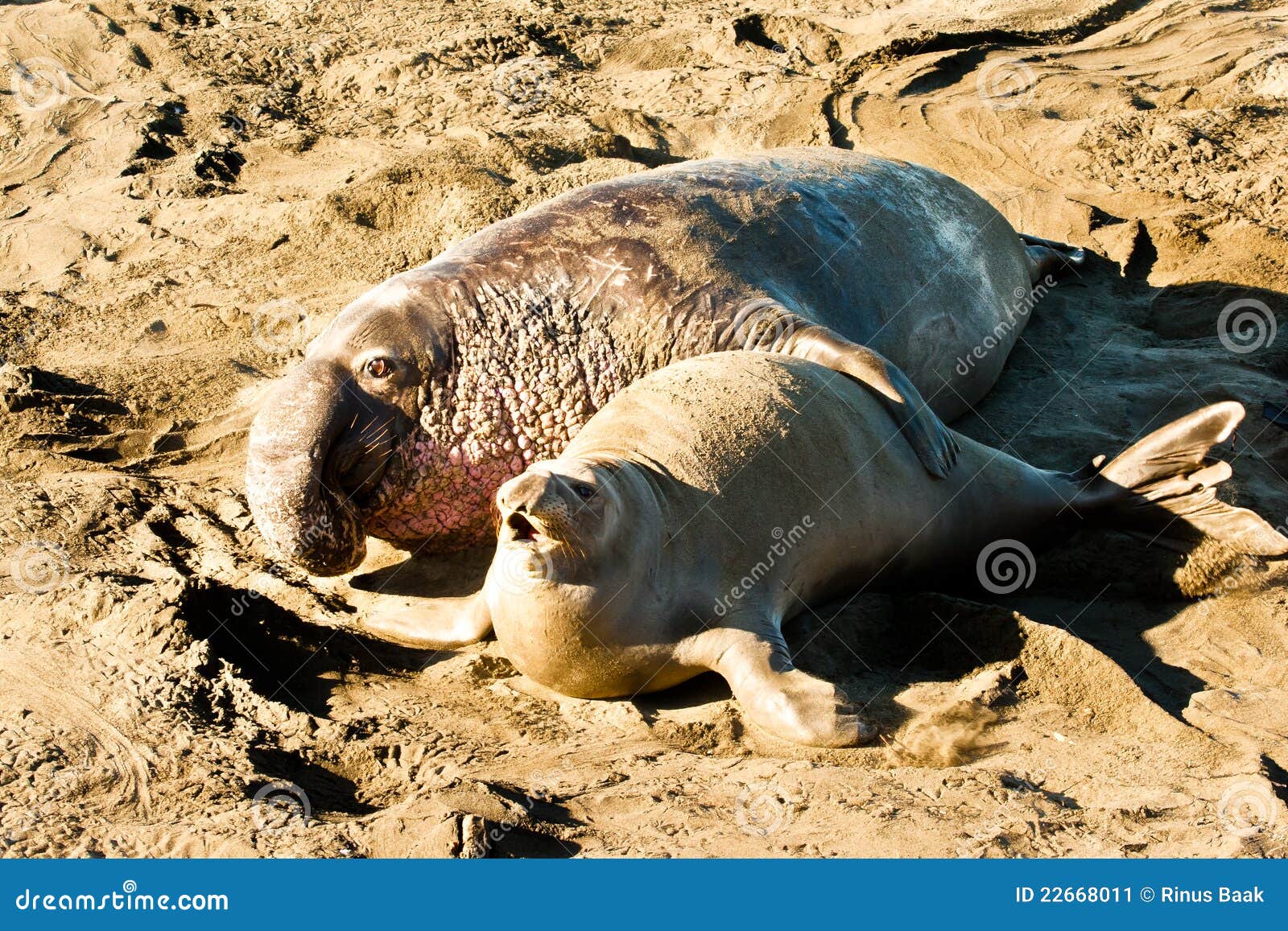 Mating Seals stock image. Image of blubbery, pair, california - 22668011