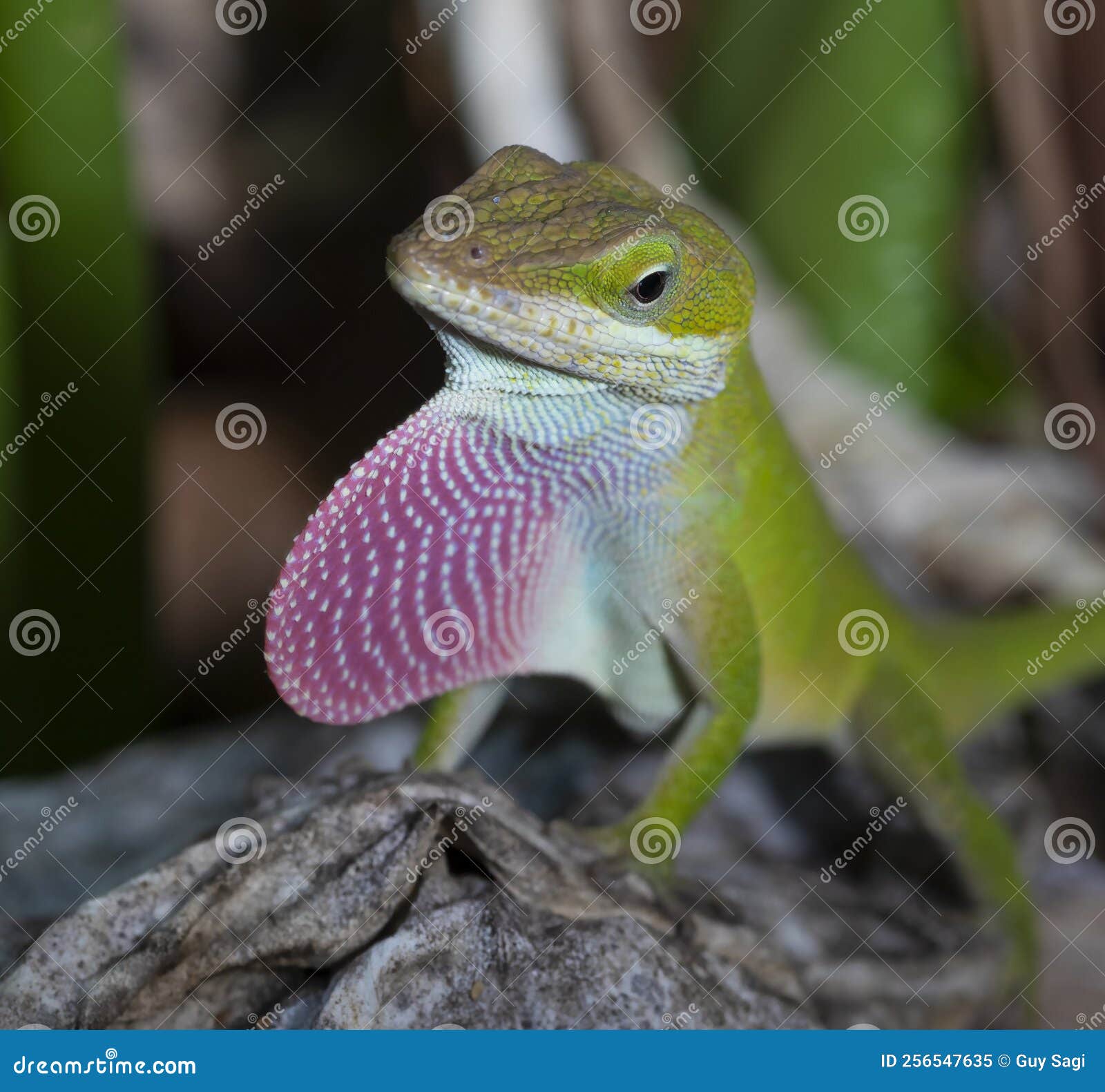 Mating season for a gecko stock image. Image of reproduction - 256547635