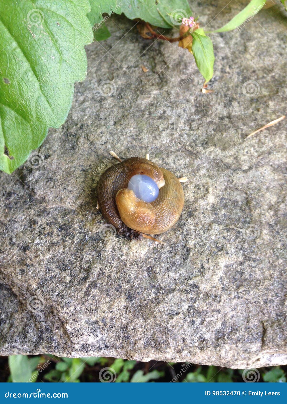Mating slugs stock photo. Image of exchange, external - 98532470