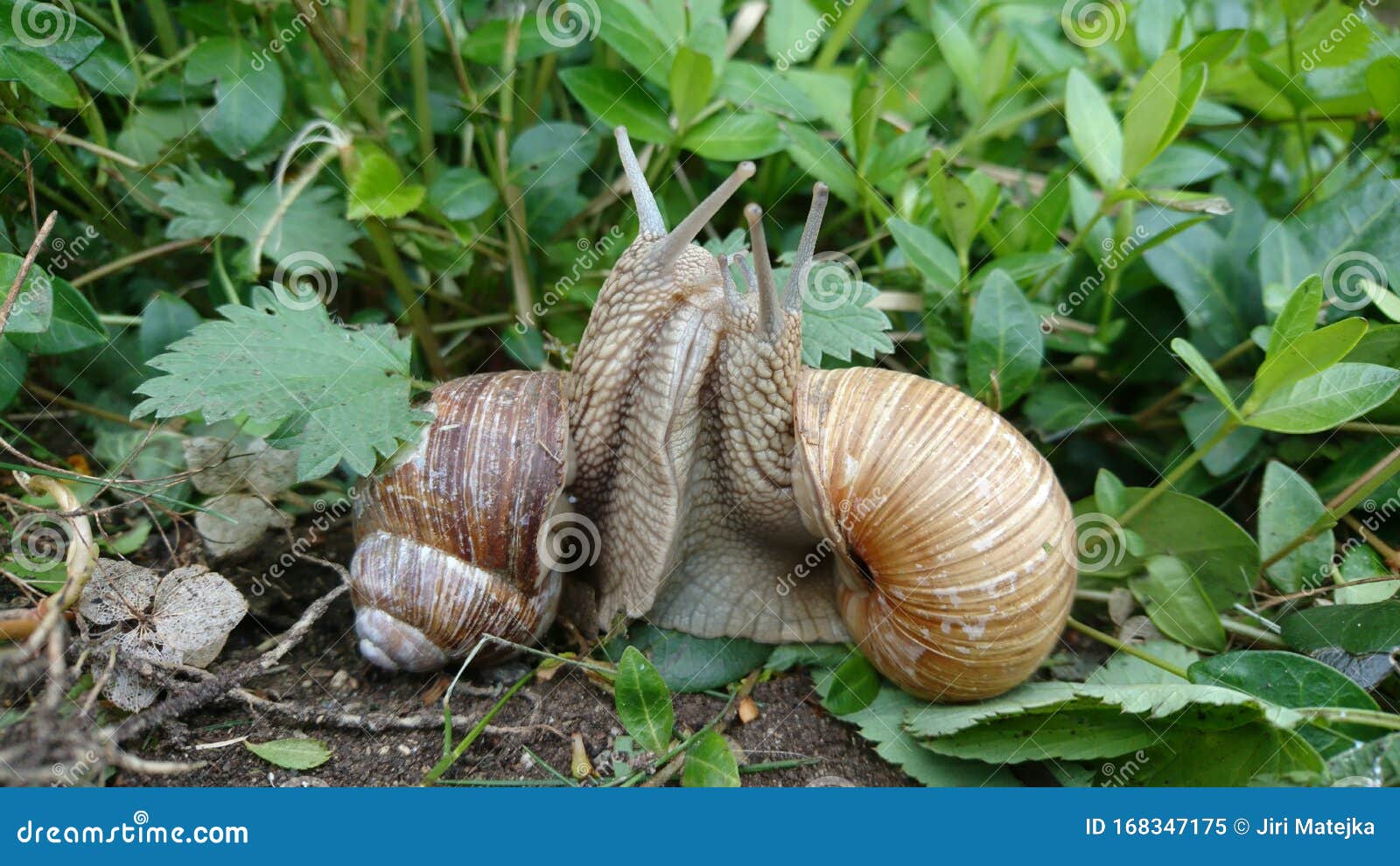 Mating snails stock image. Image of animals, nature - 168347175