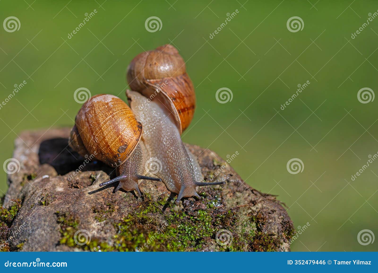 Mating Snails On A Green Grass With Dew Drops Royalty-Free Stock ...