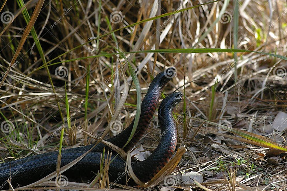 Mating snakes stock image. Image of fang, wild, venomous - 1181379