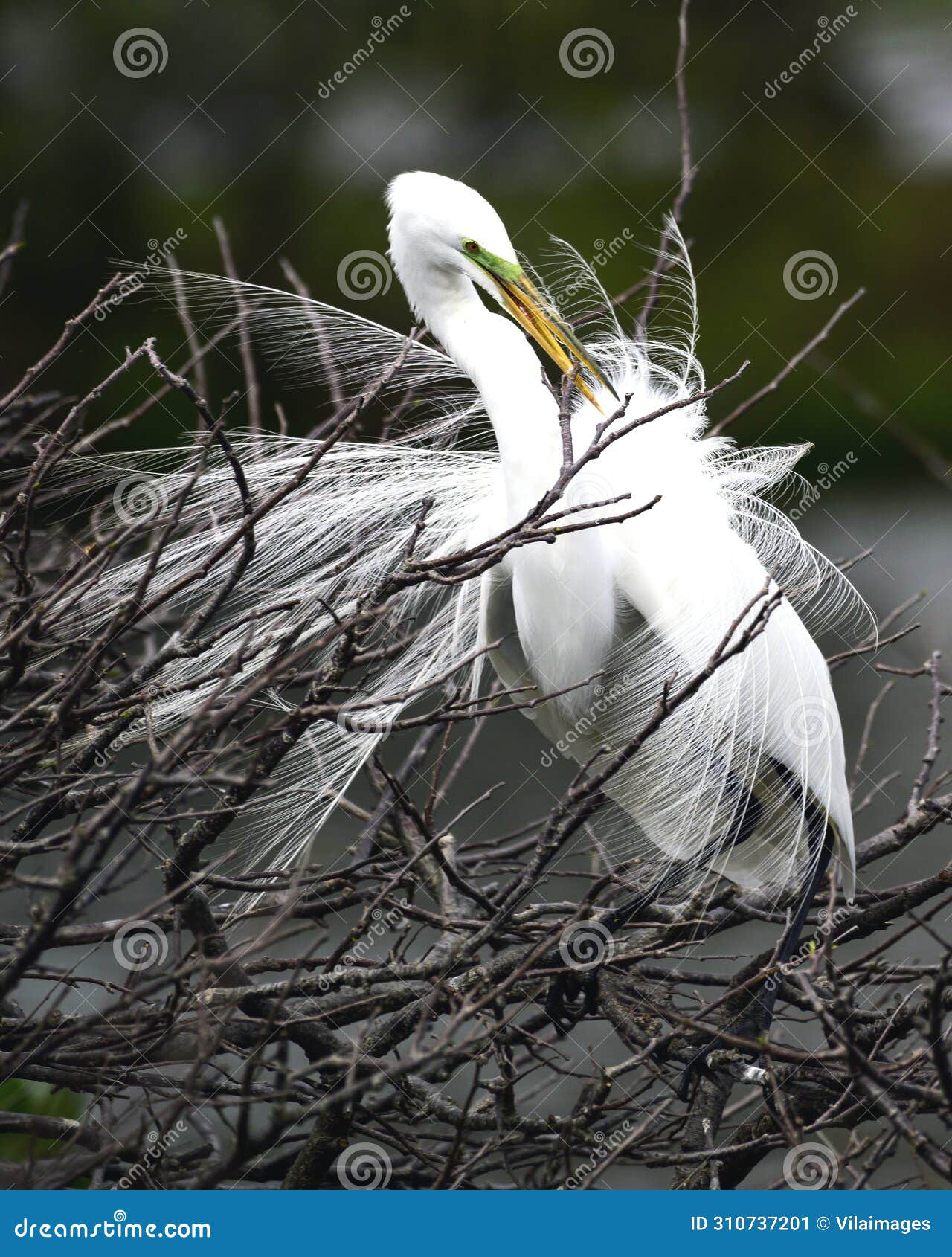 Mating Snowy Egret Displaying Feathers Stock Image - Image of nature ...