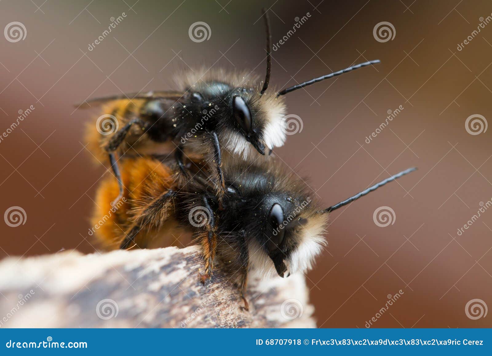 Mating solitary bees stock photo. Image of living, cornuta - 68707918