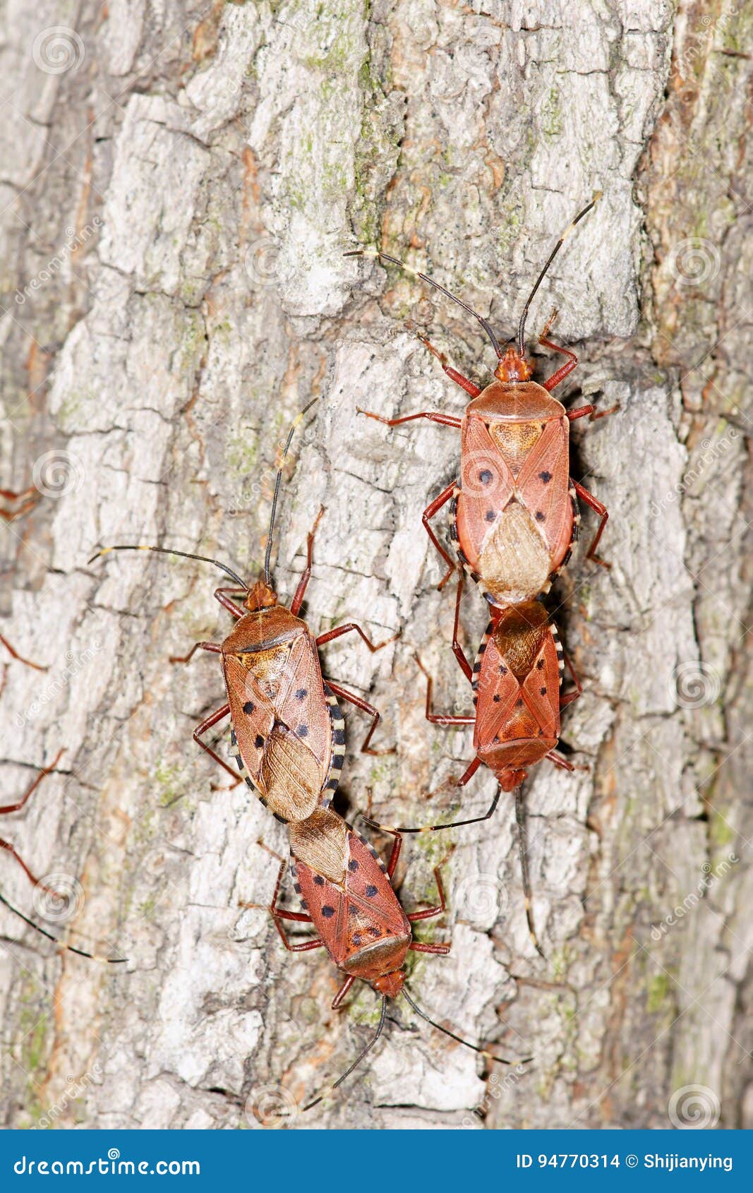 Mating Stink Bugs Stock Photo | CartoonDealer.com #32349618