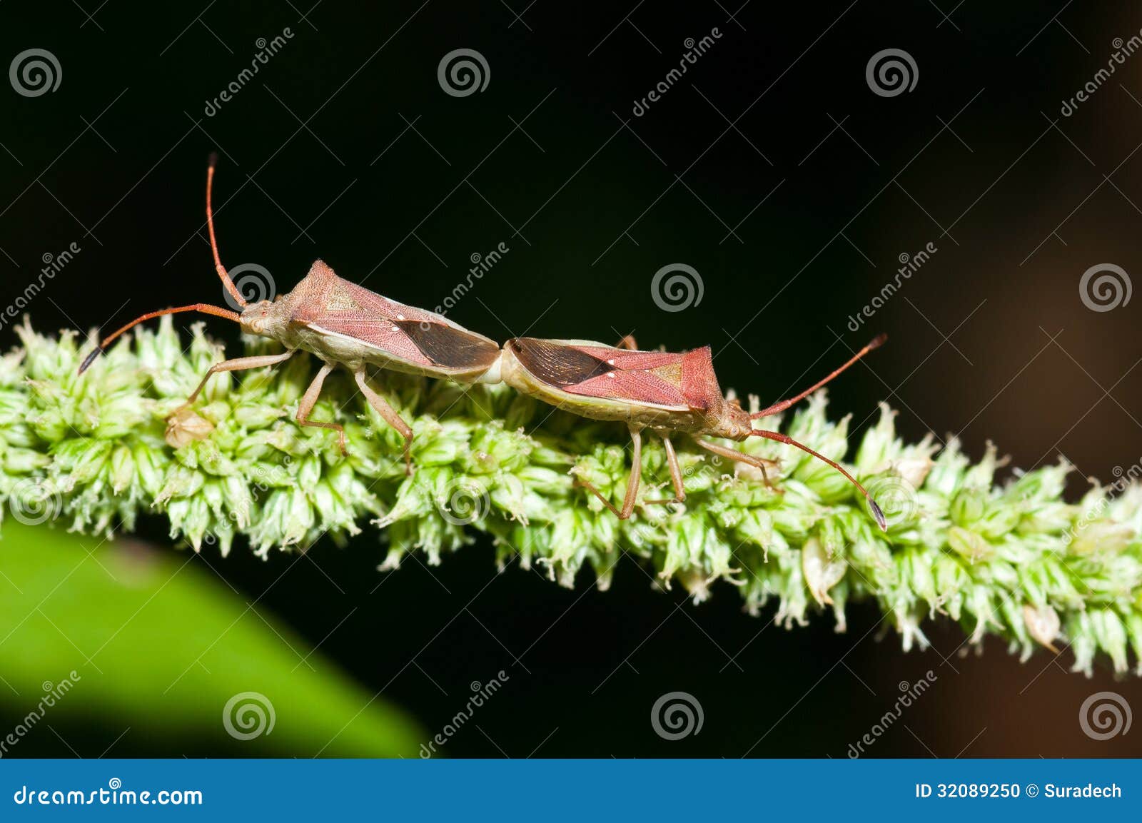 Mating Stink Bugs stock photo. Image of feelers, male - 32089250
