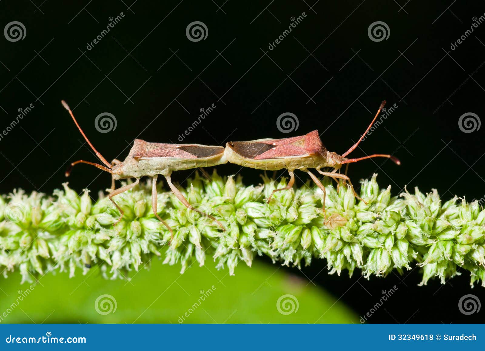 Mating Stink Bugs Stock Photo | CartoonDealer.com #32349618