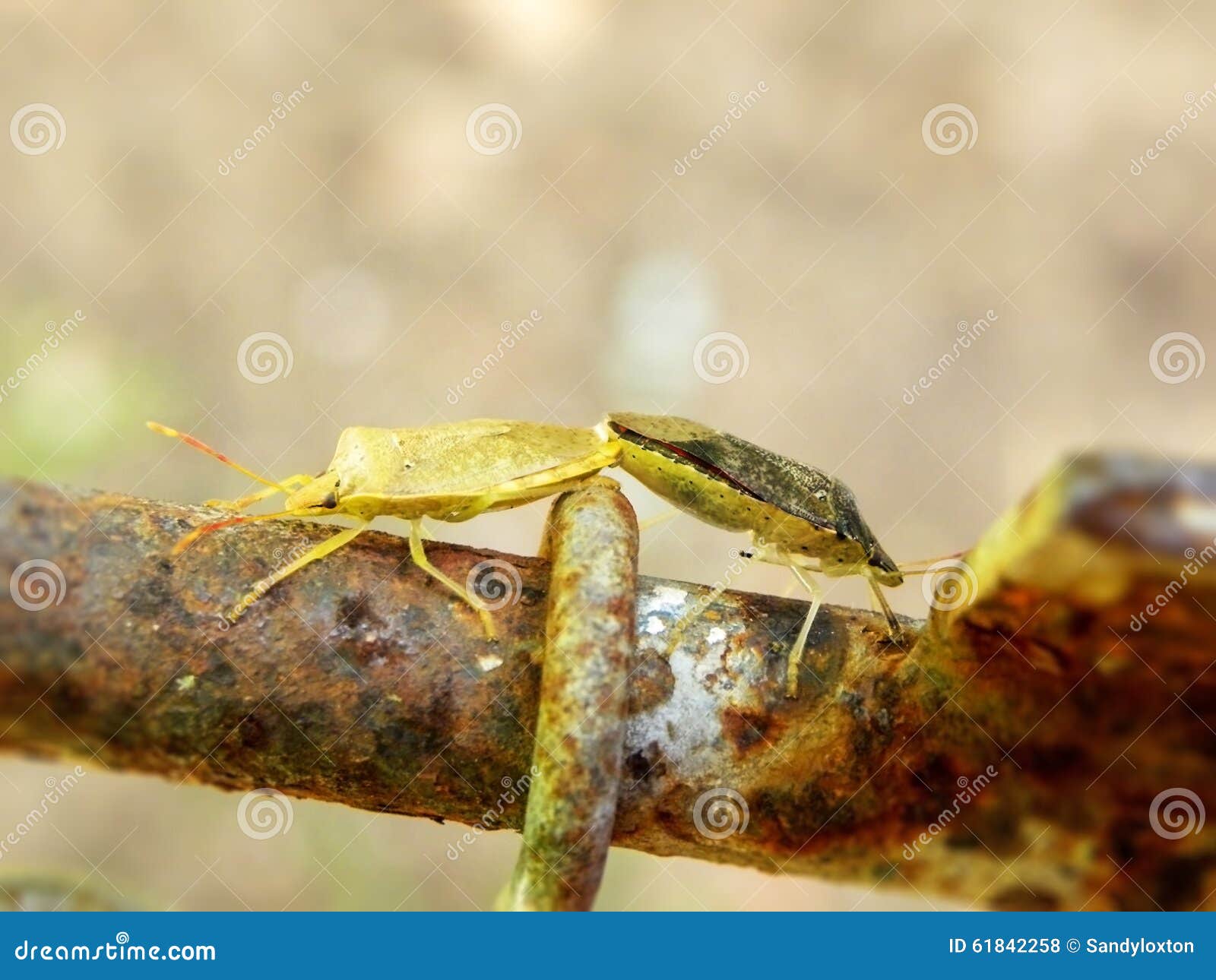 Mating Stink Bugs 3 stock photo. Image of stink, pests - 61842258