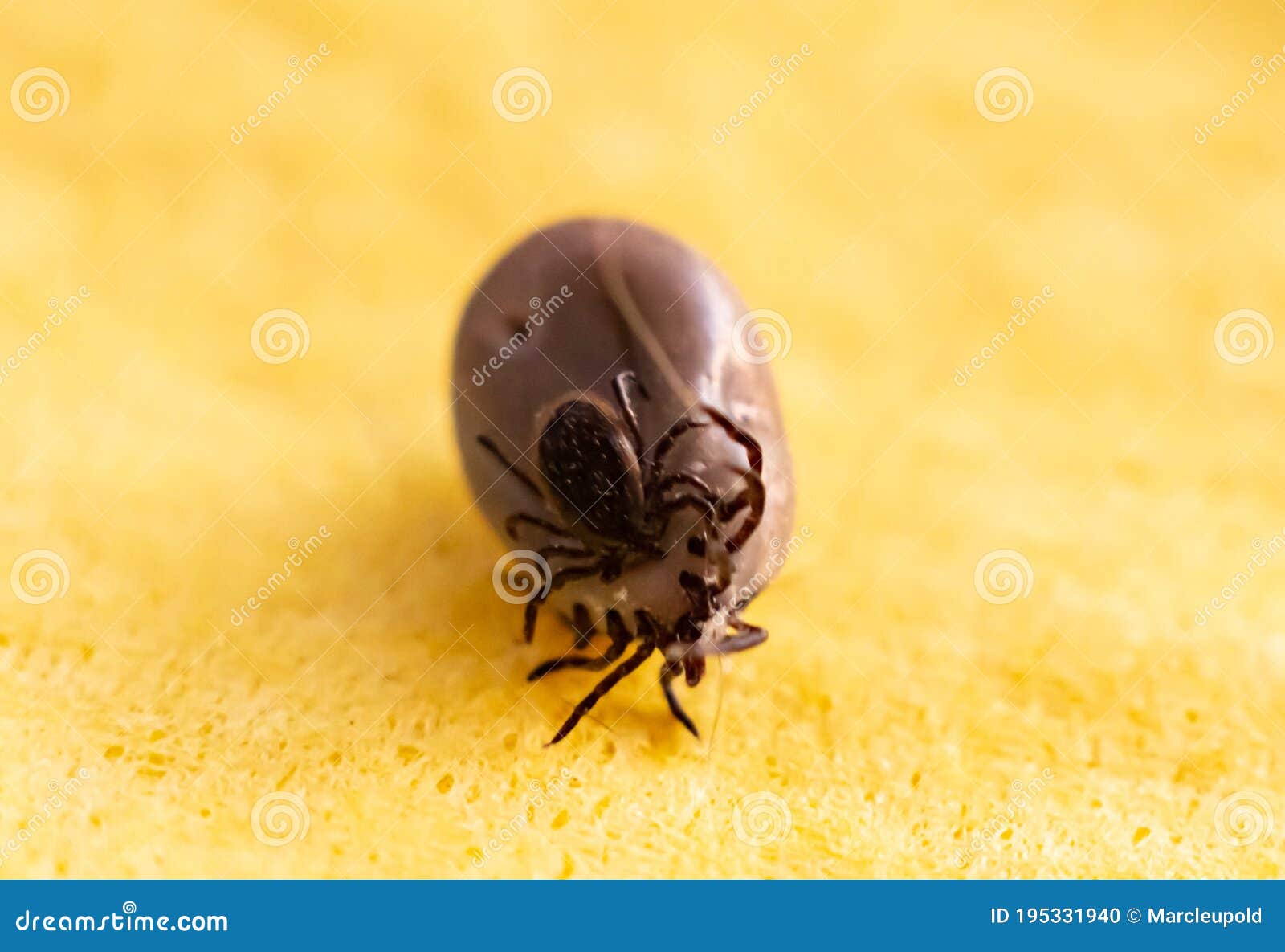 Mating Ticks stock photo. Image of castor, borne, blood - 195331940