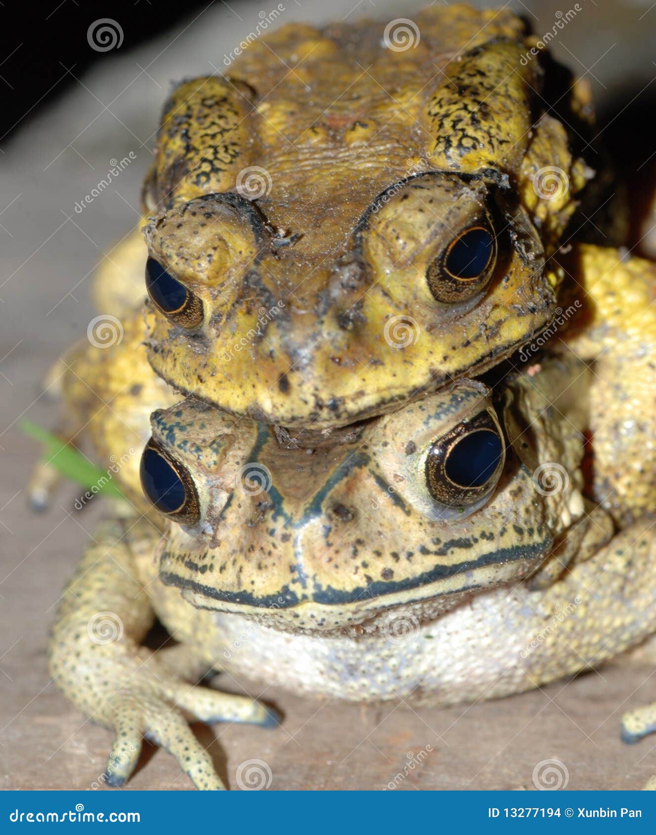 Mating toad stock photo. Image of costa, european, light - 13277194