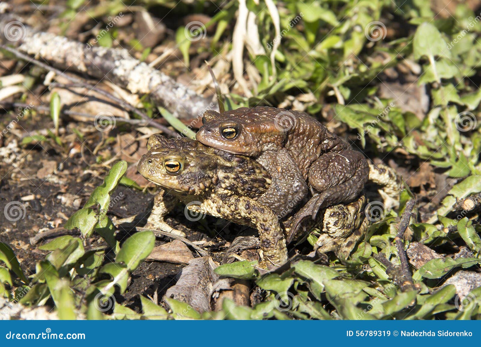 Mating toad stock image. Image of wildlife, color, pair - 56789319