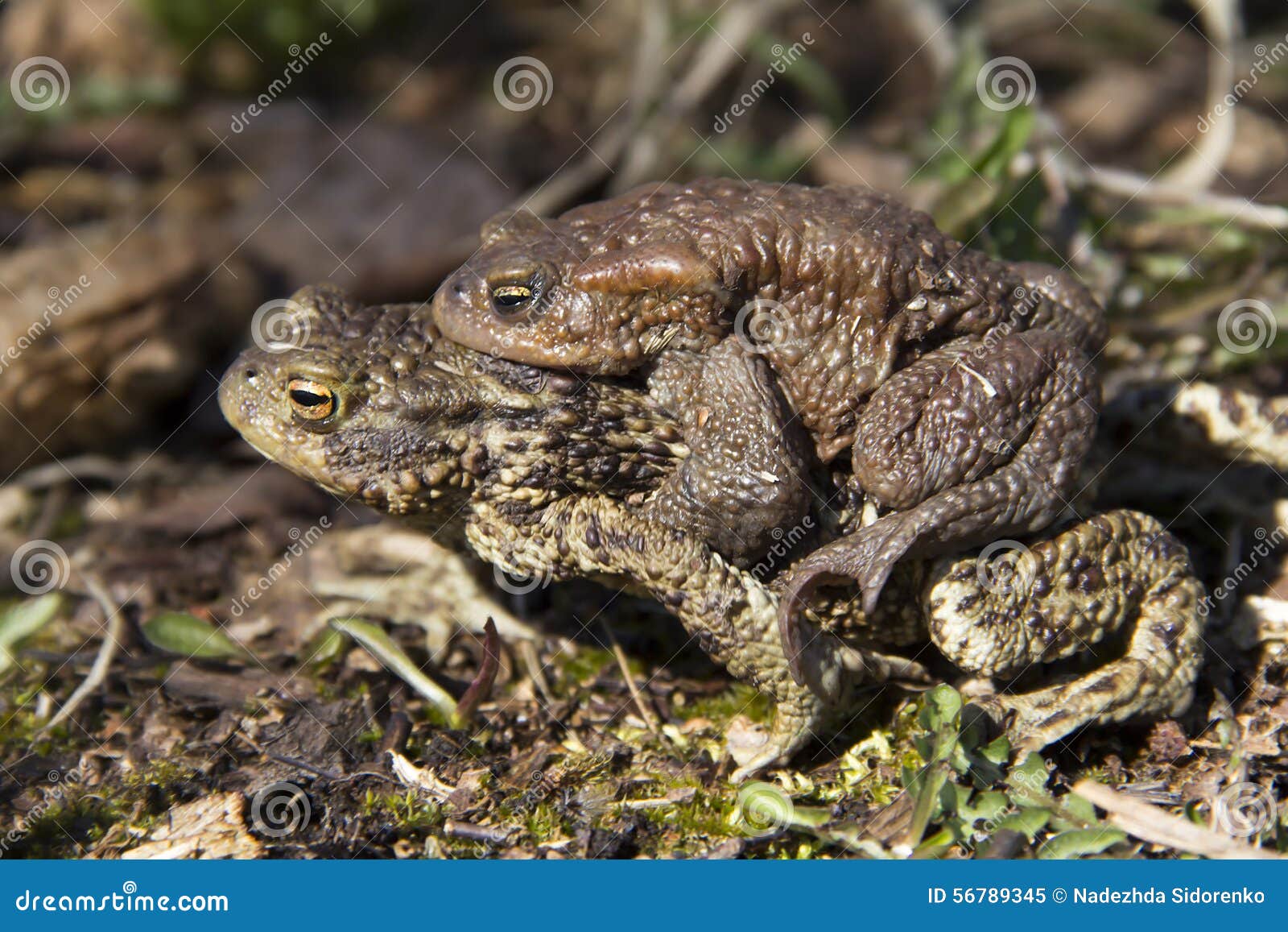 Mating toad stock image. Image of wildlife, animals, color - 56789345
