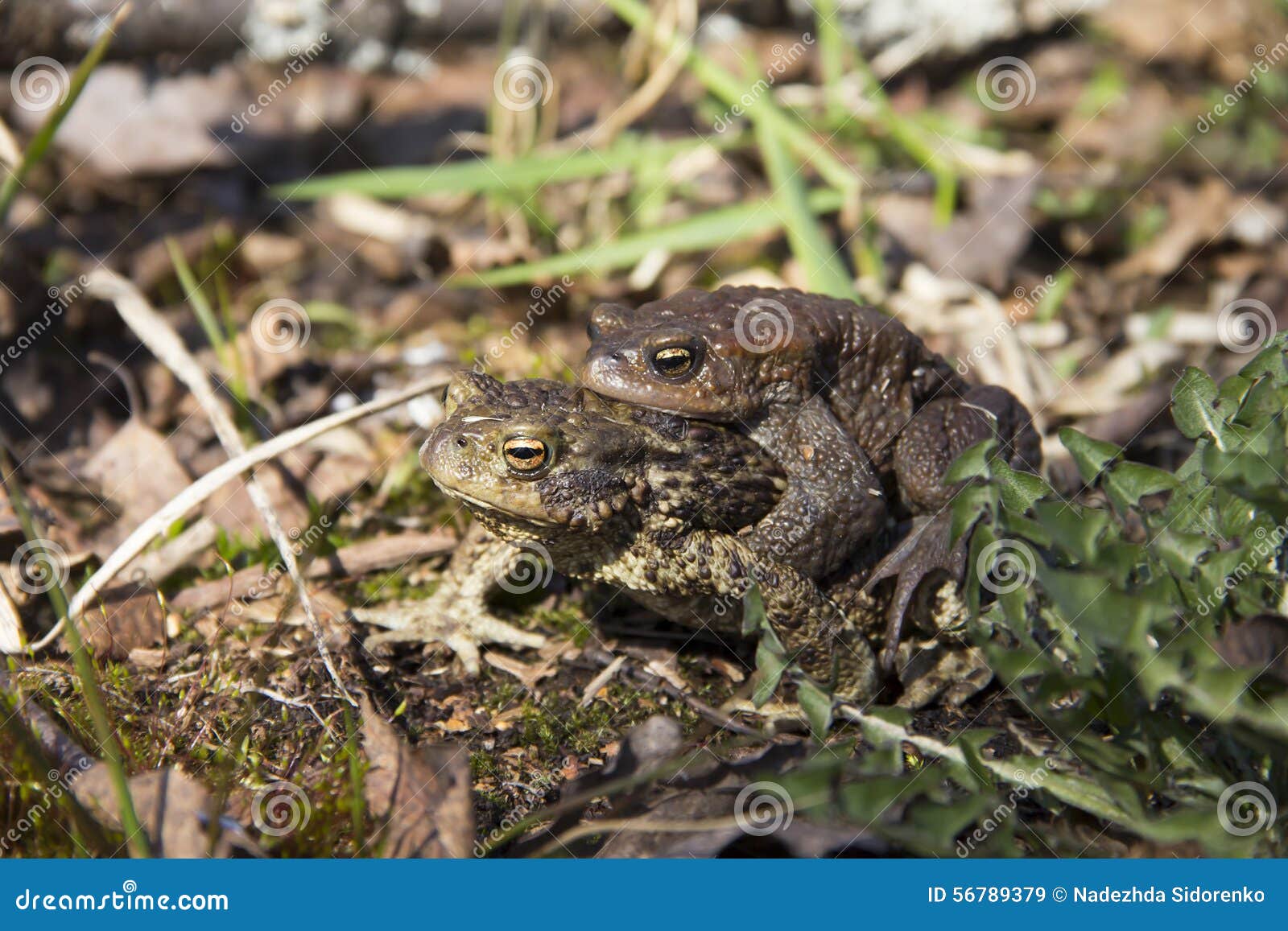Mating toad stock image. Image of pond, ugliness, hoptoad - 56789379