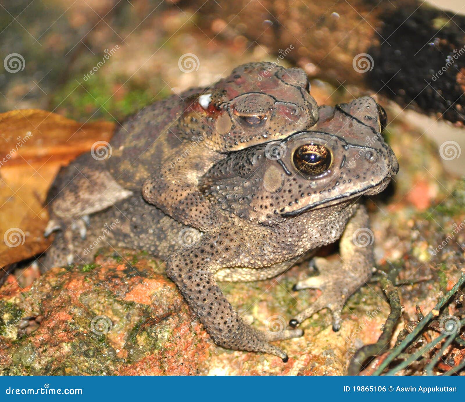 Mating Toads stock photo. Image of court, fertilization - 19865106