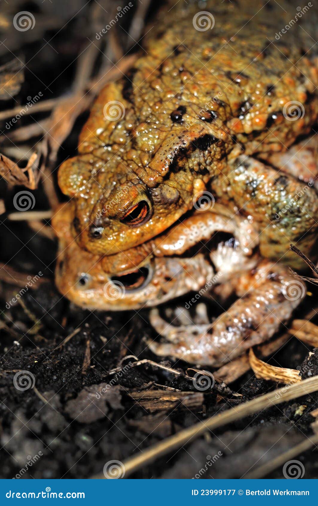 Mating toads stock image. Image of male, couple, mate - 23999177