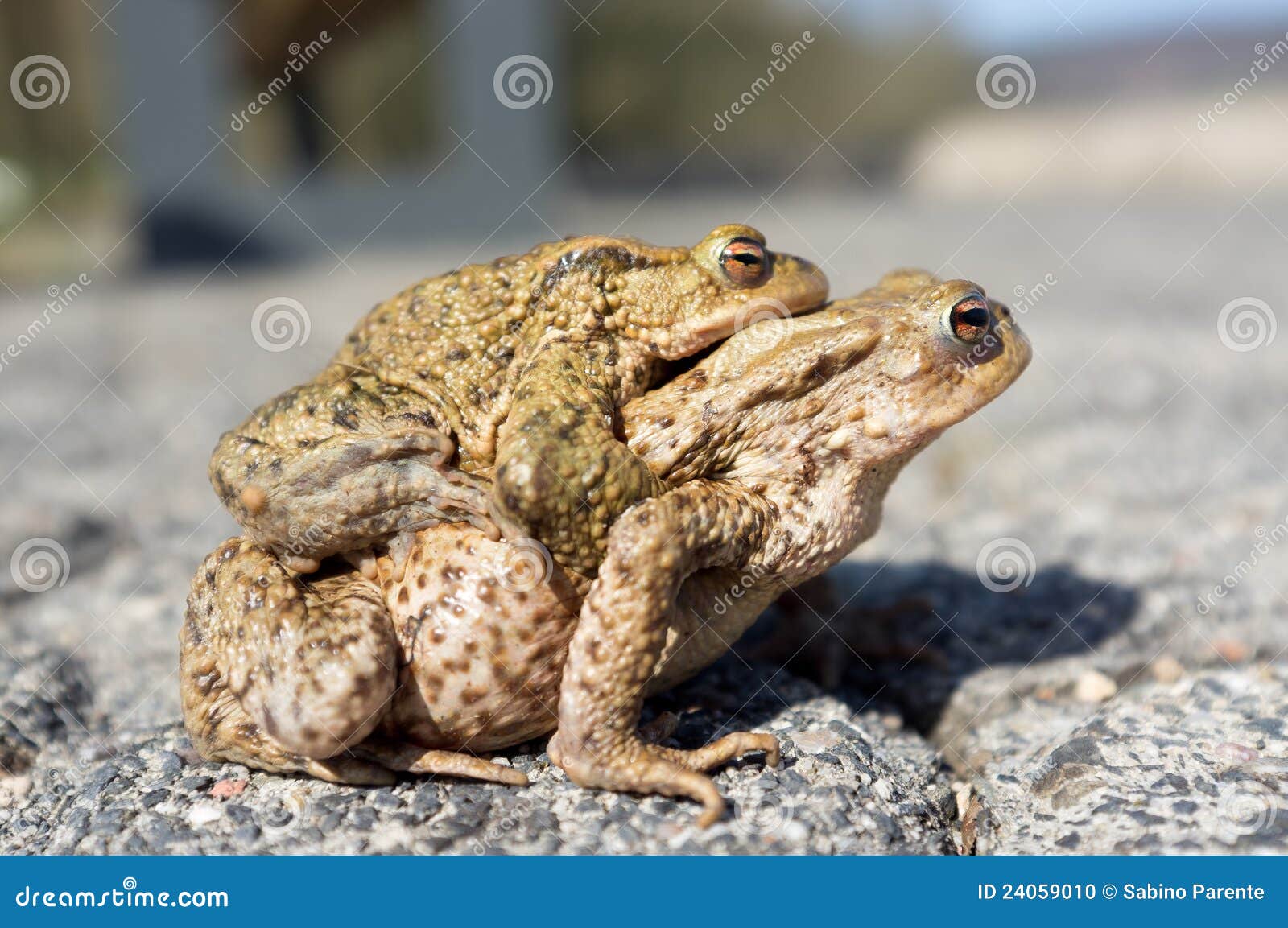 Mating toads stock photo. Image of coupling, couple, wildlife - 24059010