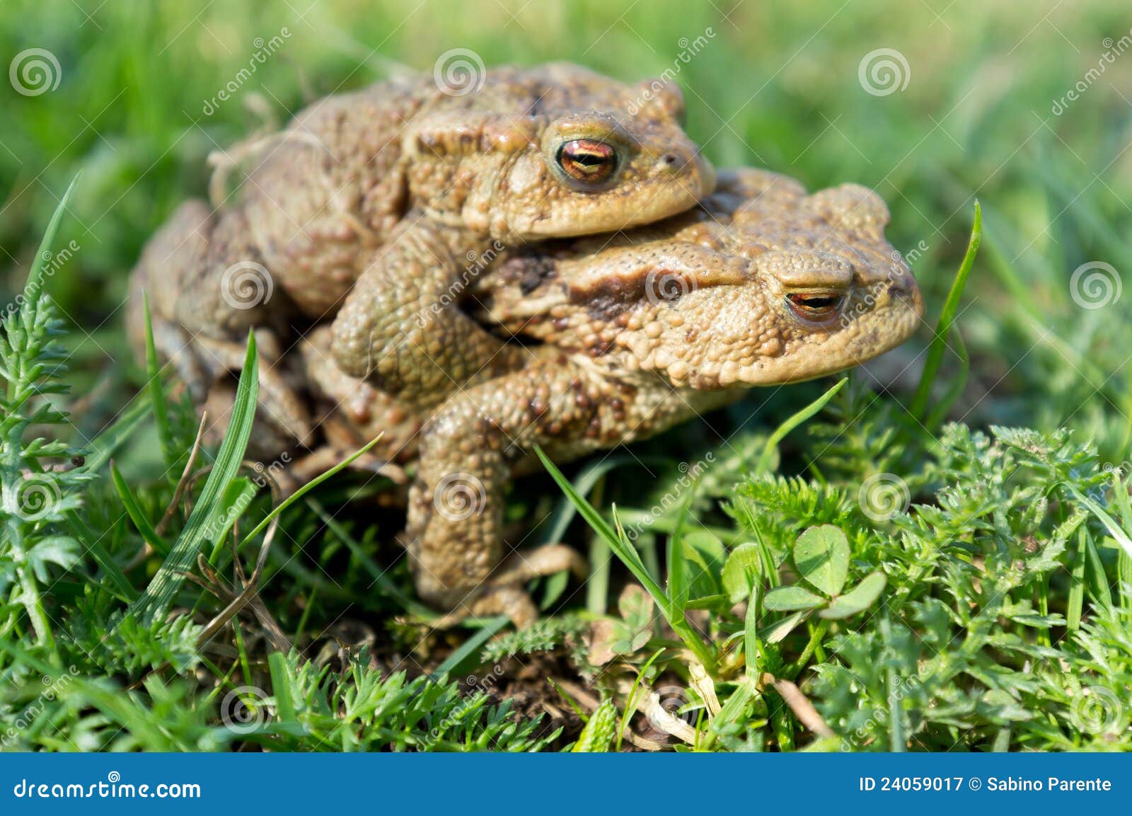 Mating toads stock image. Image of together, wildlife - 24059017