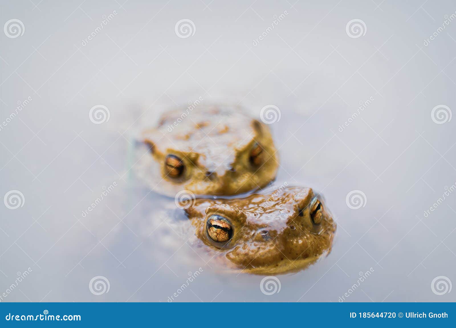 Two toads in a Pond stock photo. Image of heterosexual - 185644720