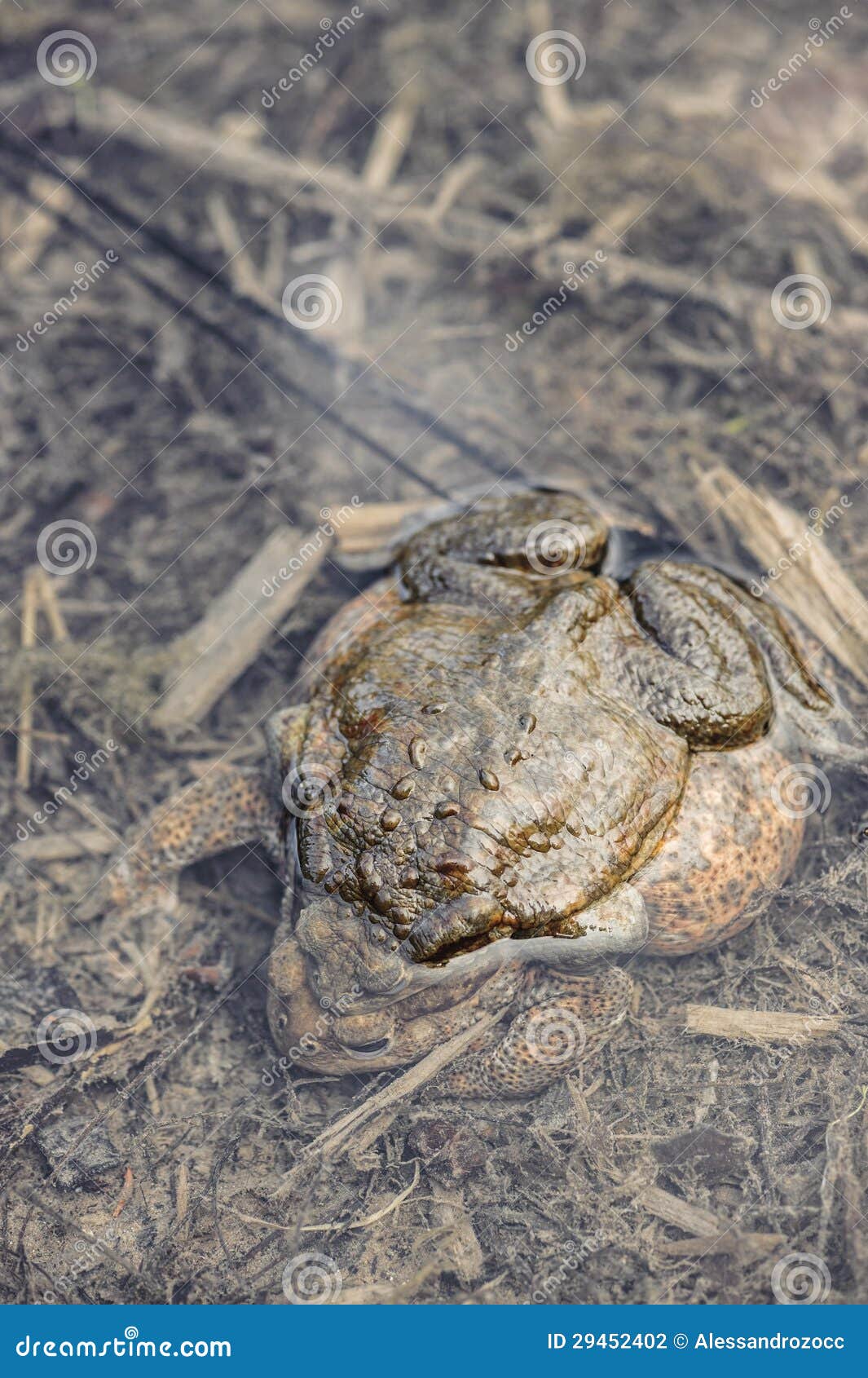 Mating toads camouflage stock photo. Image of watching - 29452402