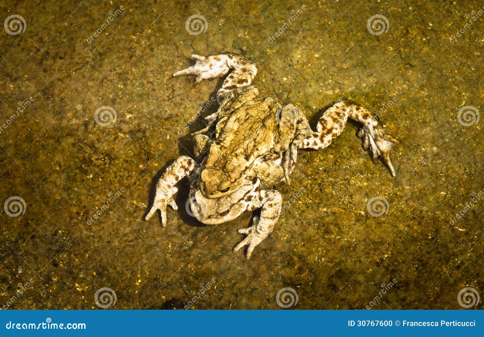 Mating toads stock photo. Image of wildlife, european - 30767600
