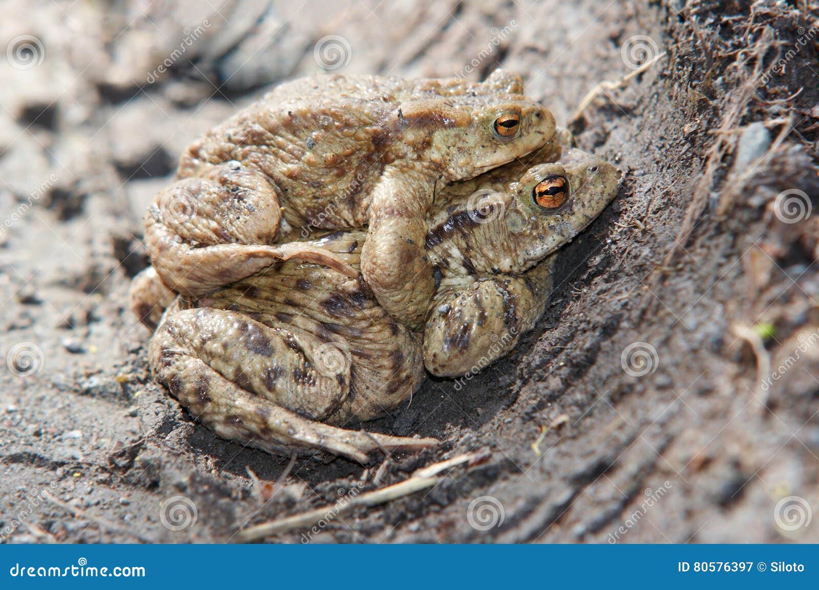 Mating of toads stock image. Image of mating, toads, animal - 80576397