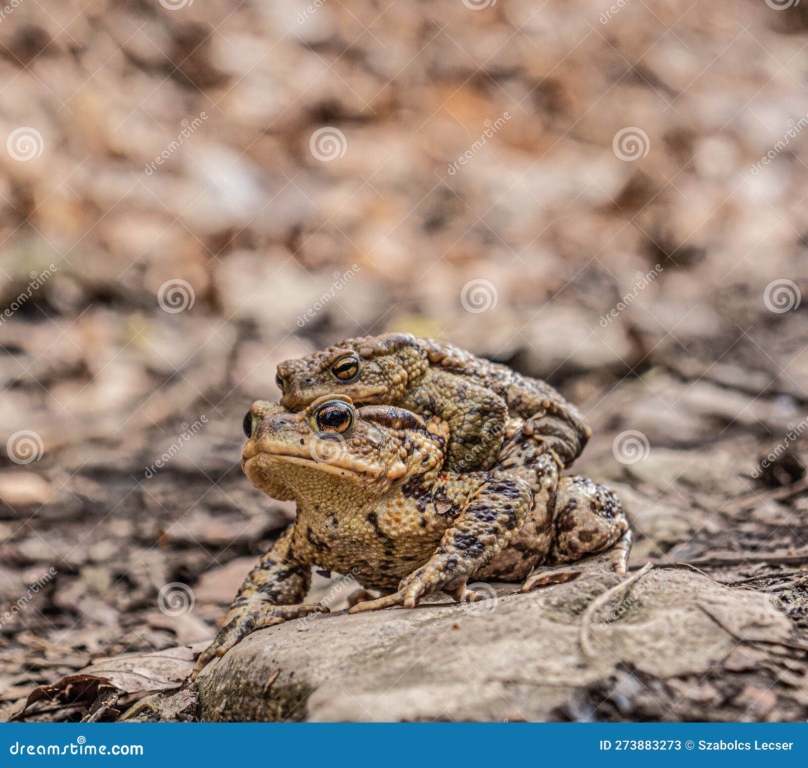 Mating Toads in Early Spring Stock Image - Image of skin, bufonidae ...
