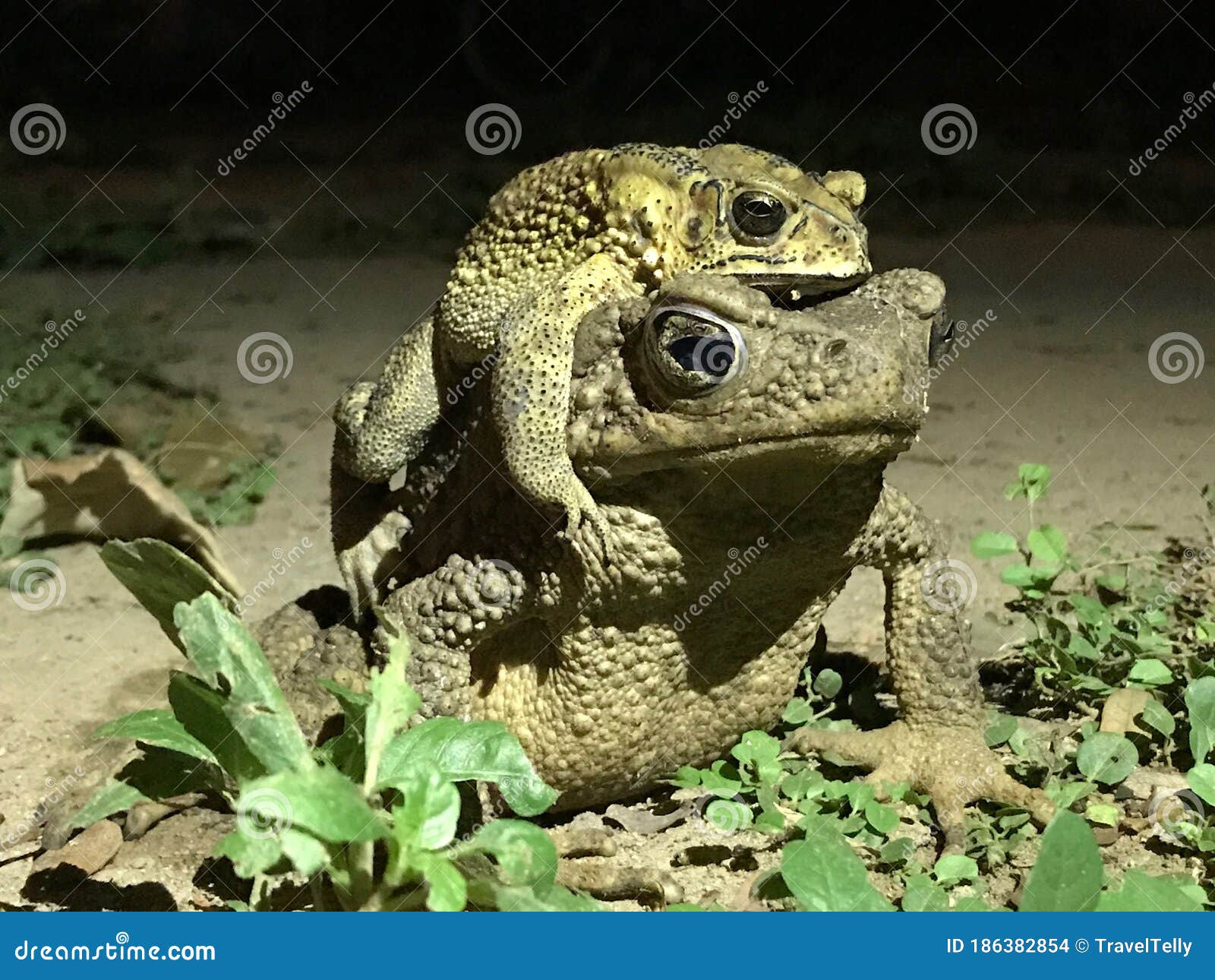 Mating toads at night stock photo. Image of common, reproduce - 186382854