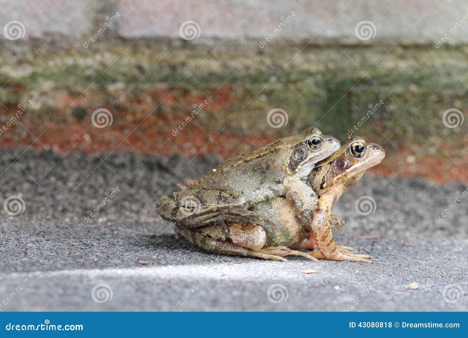Mating toads stock photo. Image of sitting, amphibian - 43080818