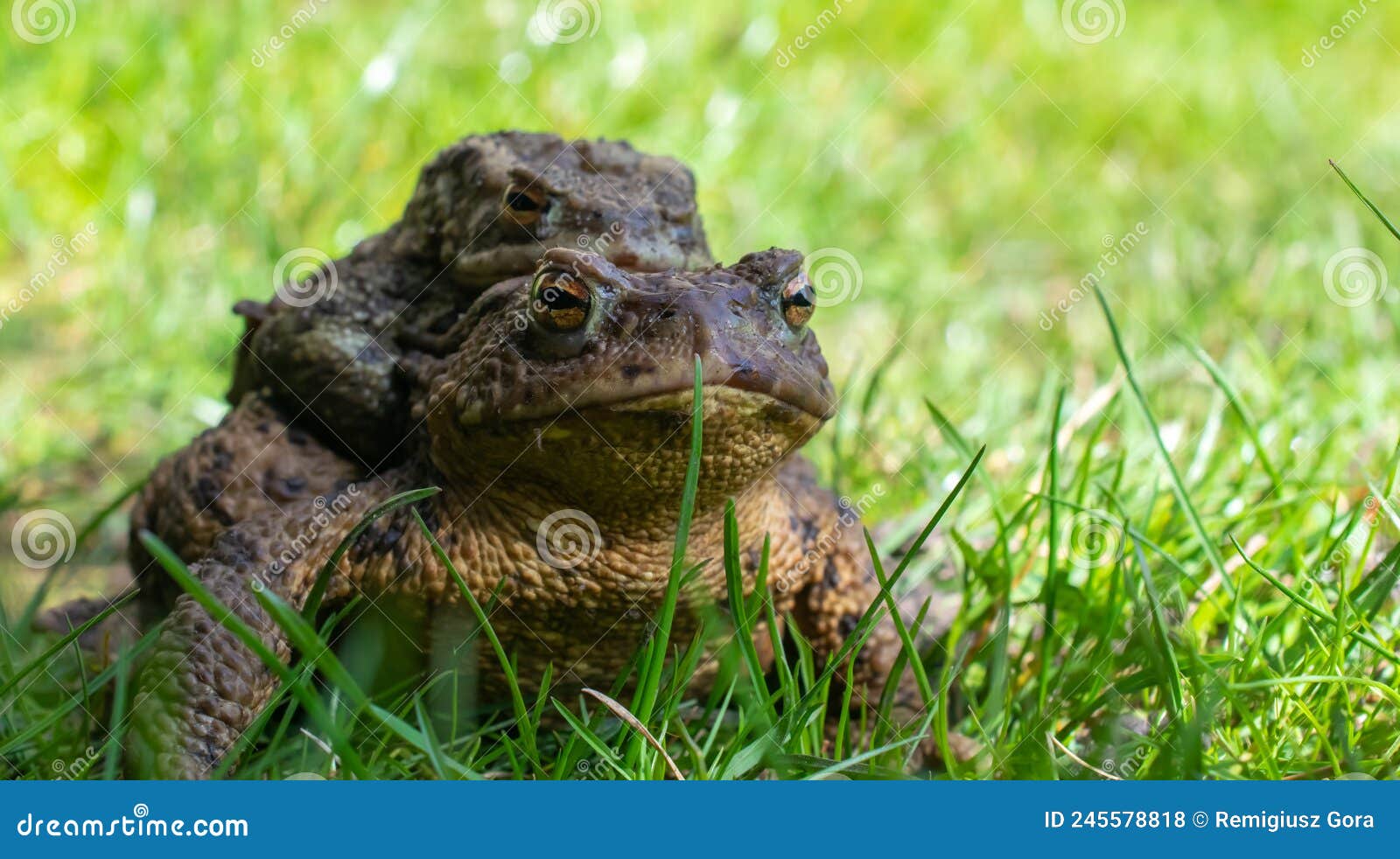 Mating Toads in Spring, a Pair of Male and Female Toads on the Grass ...