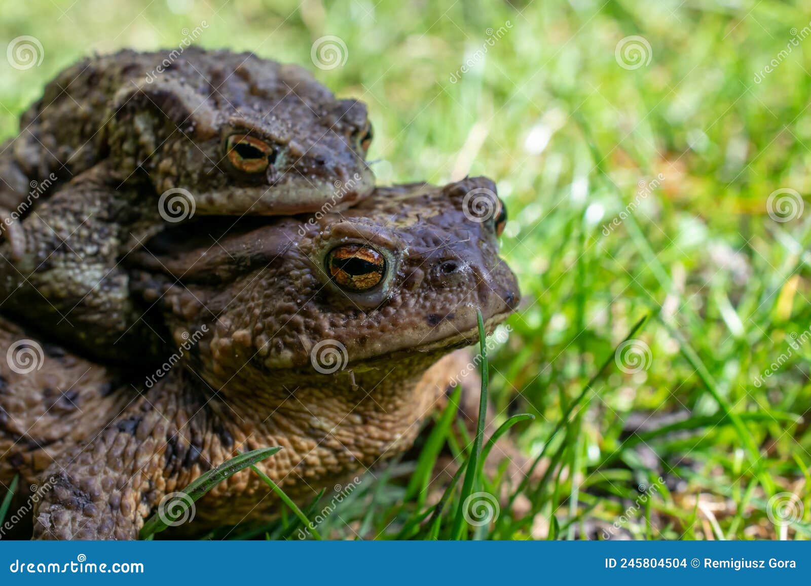 Mating Toads in Spring, a Pair of Male and Female Toads on the Grass Stock Photo - Image of ...