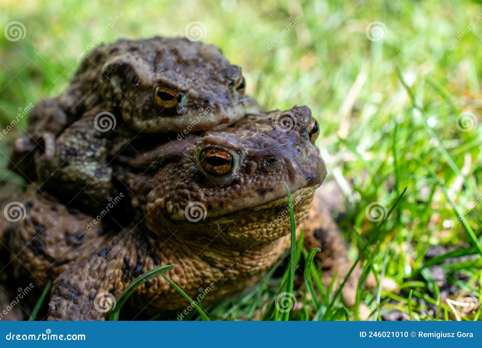 Mating Toads in Spring, a Pair of Male and Female Toads on the Grass ...
