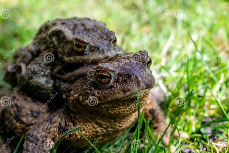Mating Toads in Spring, a Pair of Male and Female Toads on the Grass ...