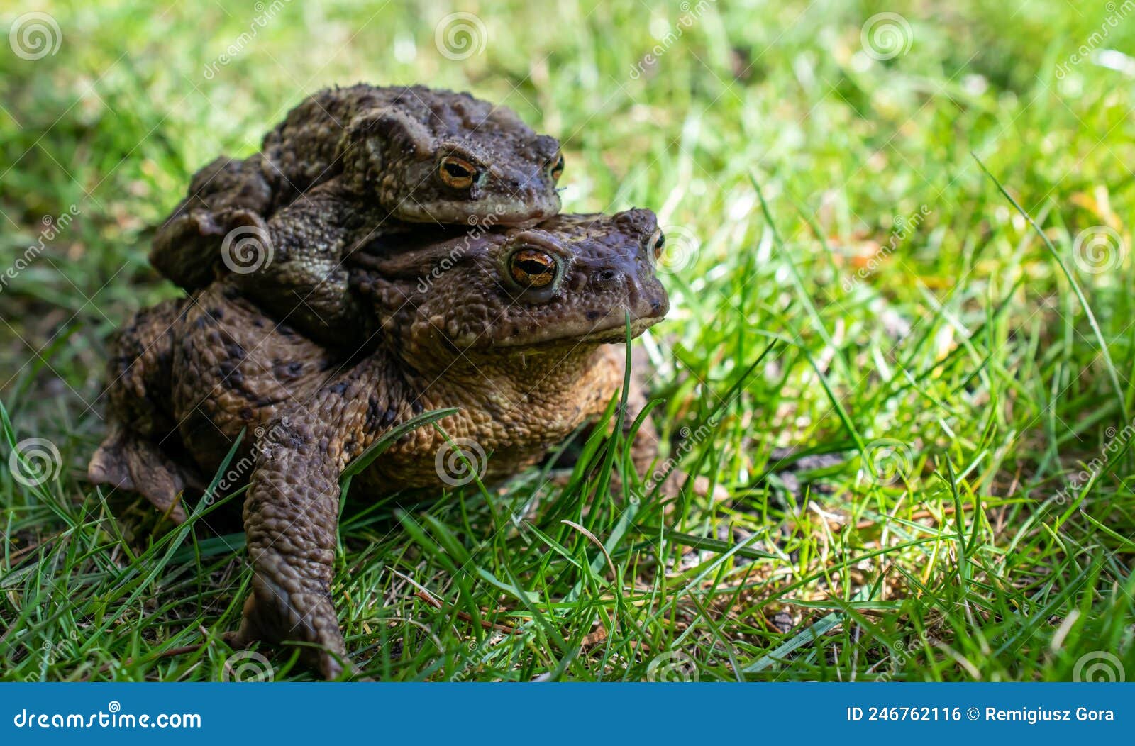 Mating Toads in Spring, a Pair of Male and Female Toads on the Grass ...