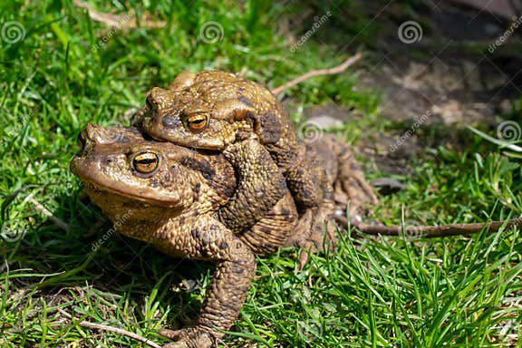Mating Toads in Spring, a Pair of Male and Female Toads on the Grass ...