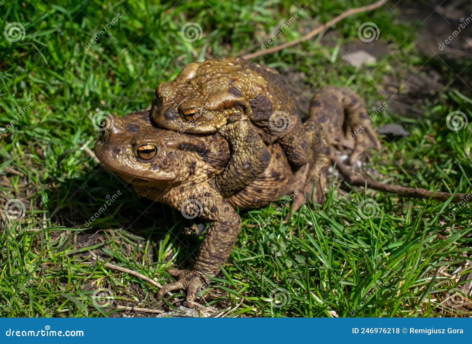 Mating Toads in Spring, a Pair of Male and Female Toads on the Grass ...