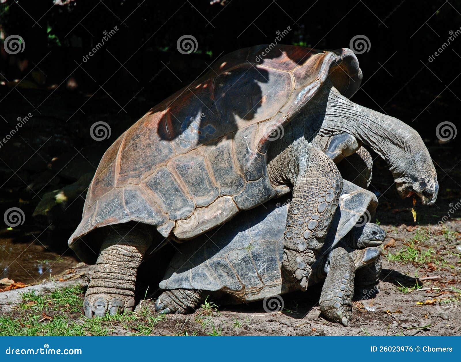 Mating tortoises stock photo. Image of tortoises, aldabra - 26023976