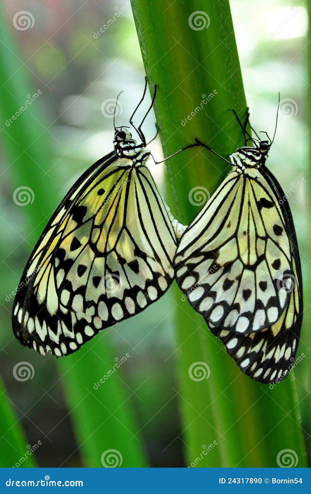 Mating Tree Nymphs,aka,Idea Leuconoe Stock Photo - Image of plant ...