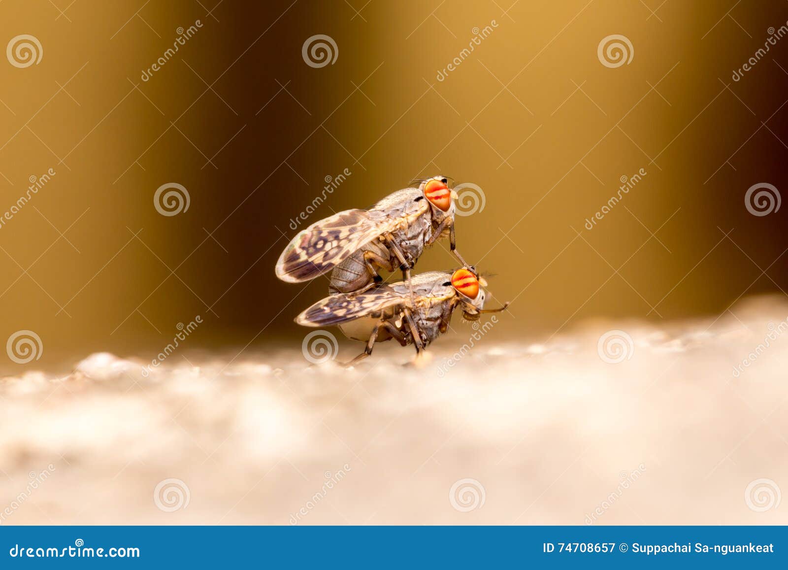 Mating of Two Flies Macro Nature Backgrounds, and Insects Collection ...