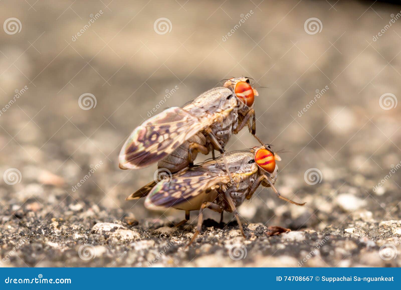 Mating of Two Flies Macro Nature Backgrounds, and Insects Collection ...