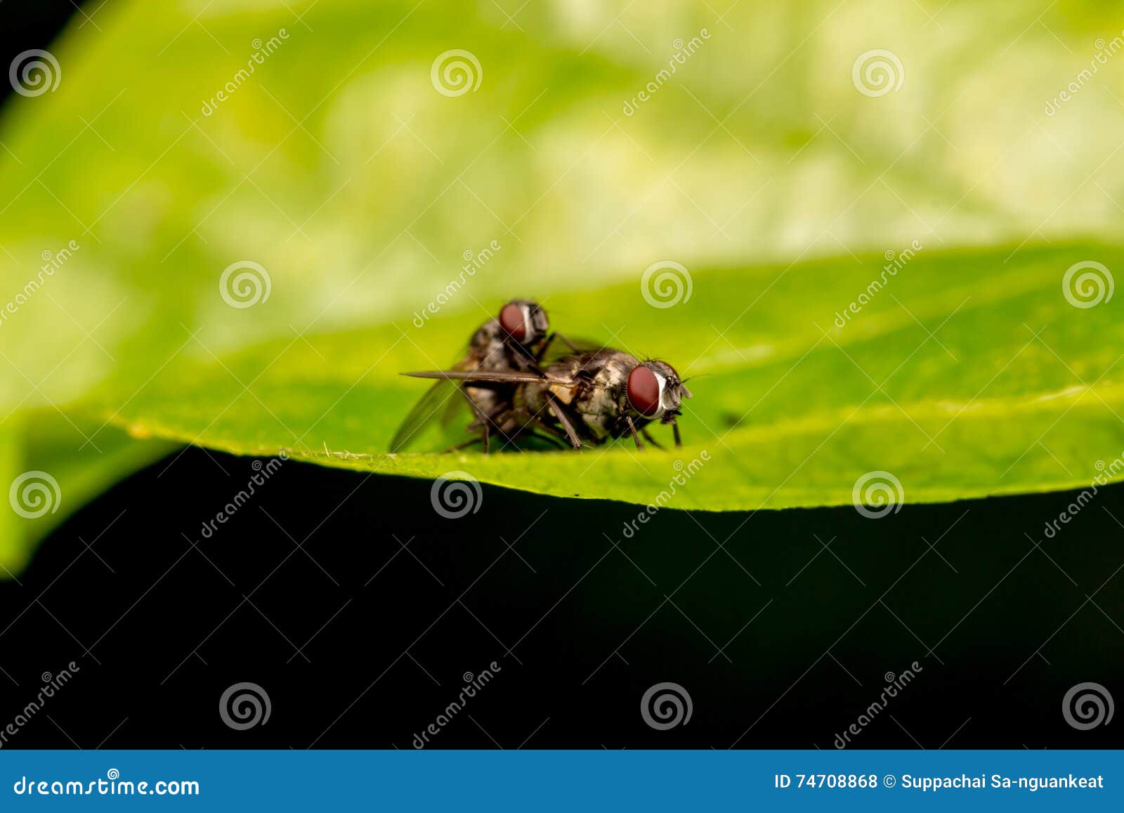 Mating of Two Flies Macro Nature Backgrounds, and Insects Collection ...