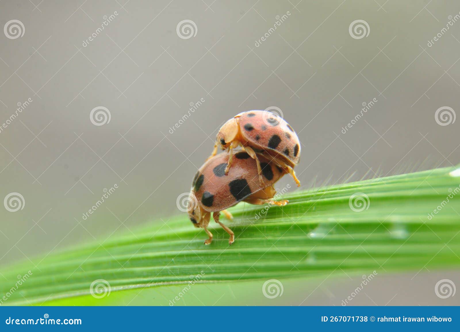 Mating of Two Insects on Green Leaves Stock Photo - Image of leaves ...