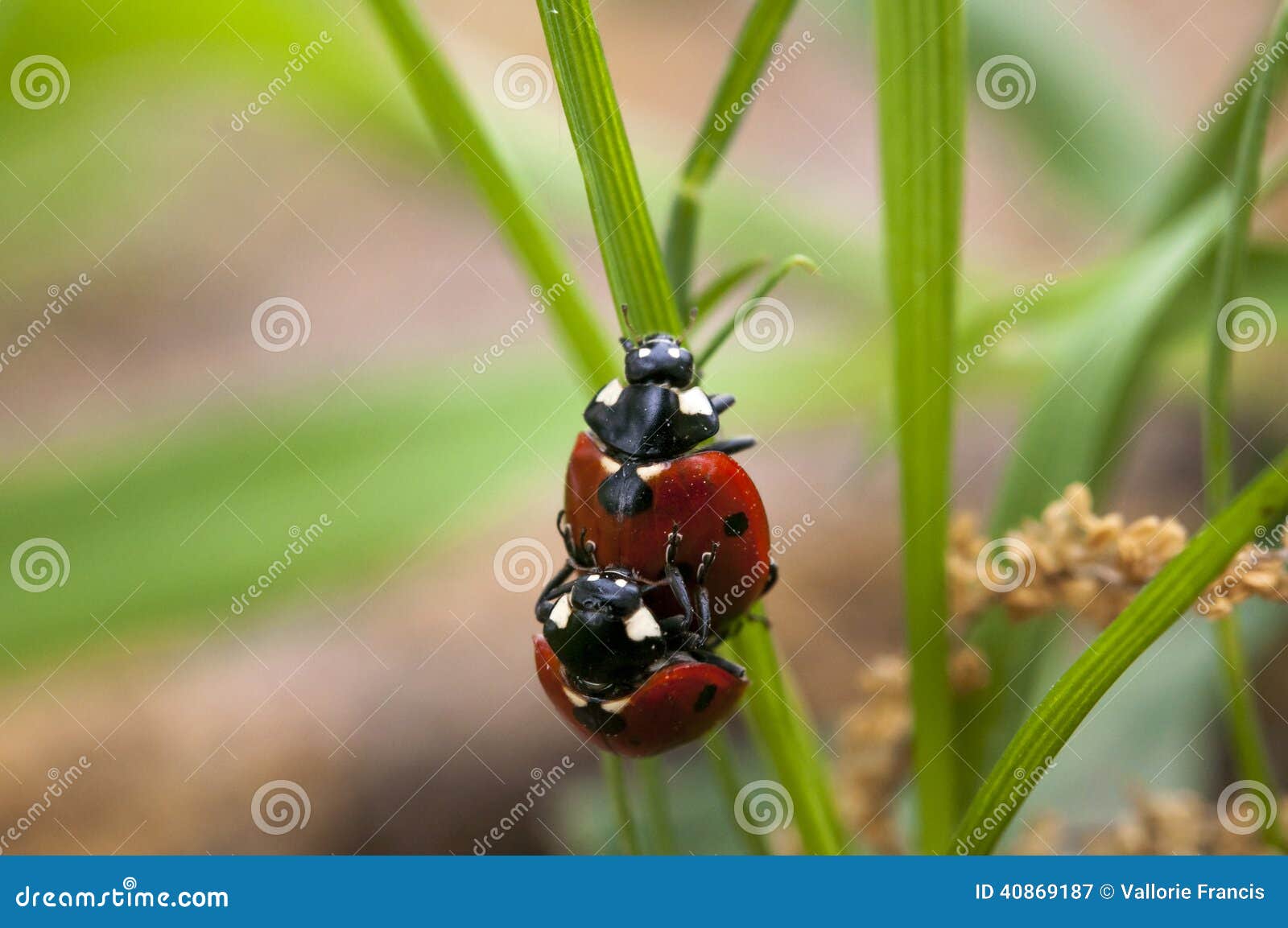 Mating ladybugs stock image. Image of blade, insects - 40869187
