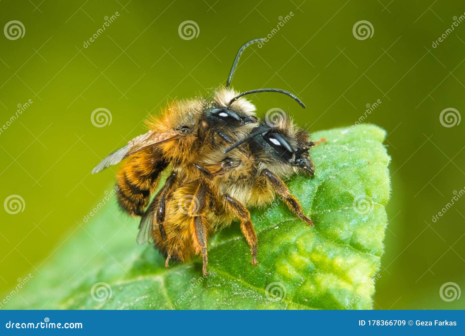 Mating of Two Red Mason Bees, Osmia Rufa Stock Image - Image of honey ... Mating of Two Red Mason Bees, Osmia Rufa Stock Image - Image of honey ...