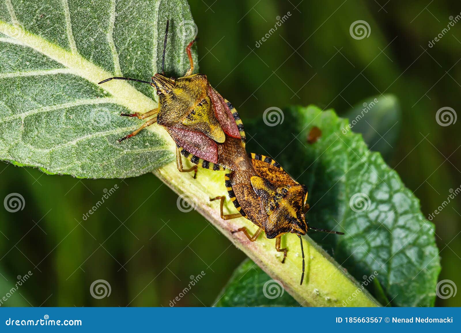 Mating of two Shield bug stock image. Image of horizontal - 185663567