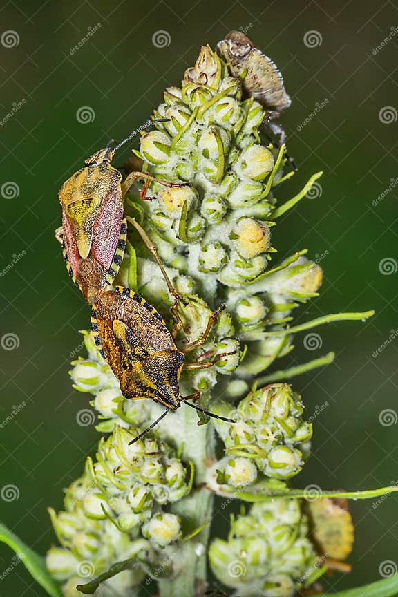 Mating of two Shield bug stock image. Image of behavior - 185693425