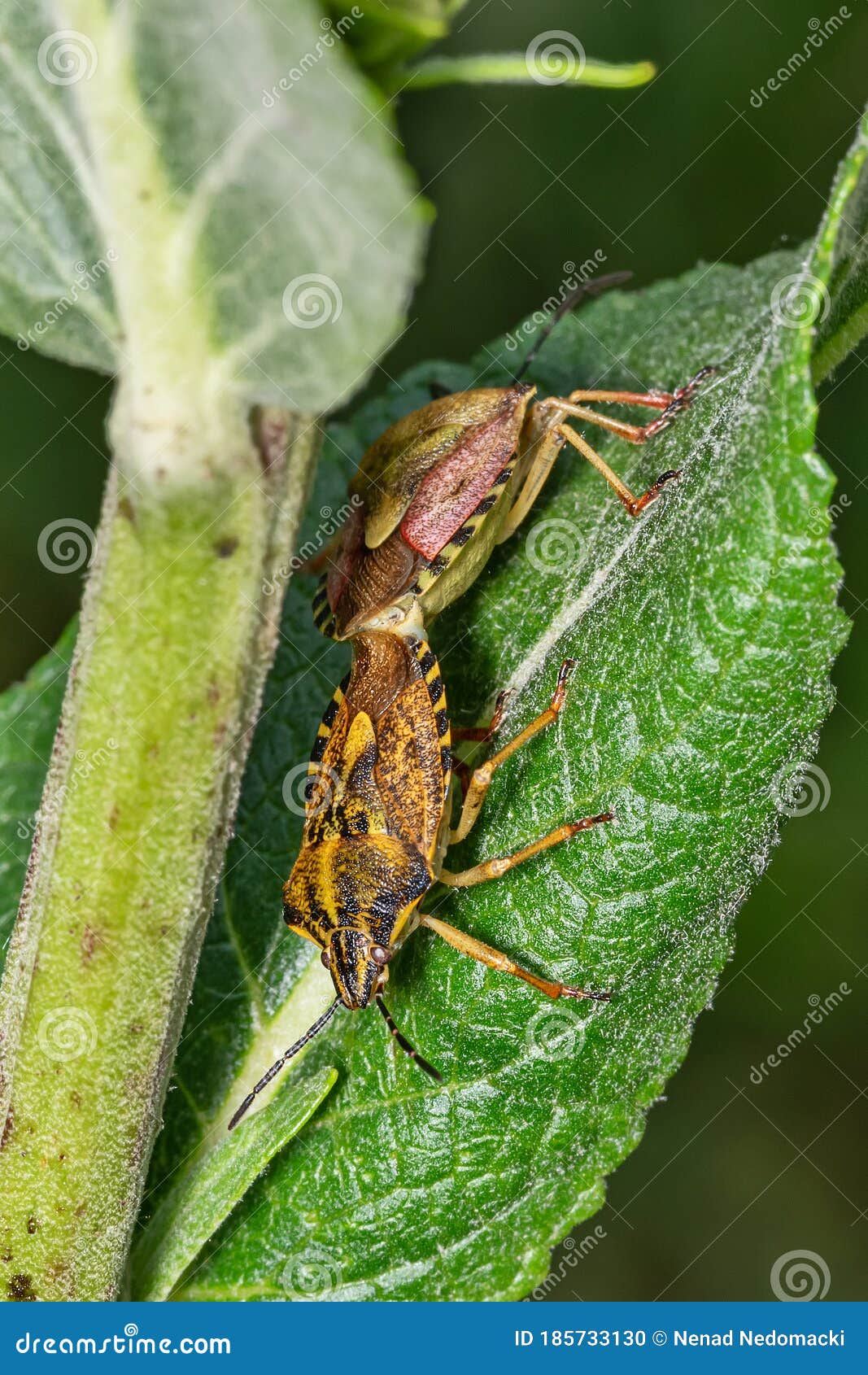 Mating of two Shield bug stock photo. Image of invertebrate - 185733130