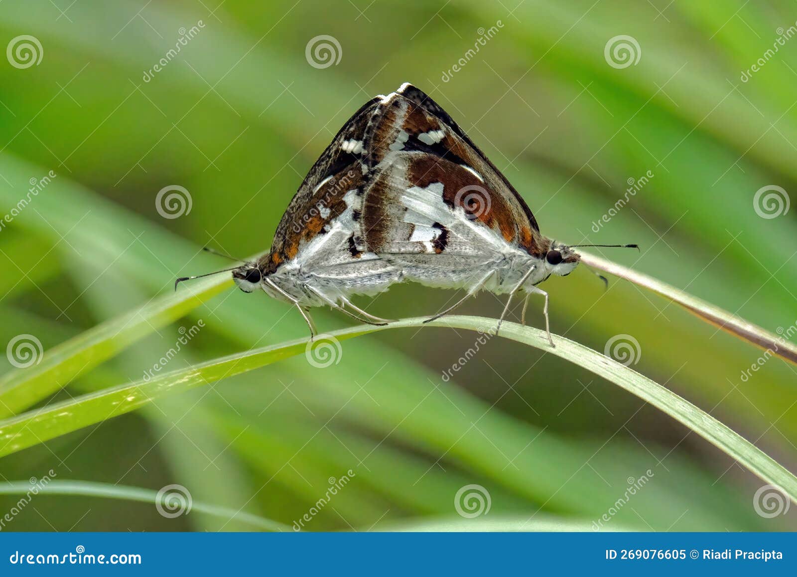 Visual Matches Stock Photos - Free & Royalty-Free Stock Photos from ...