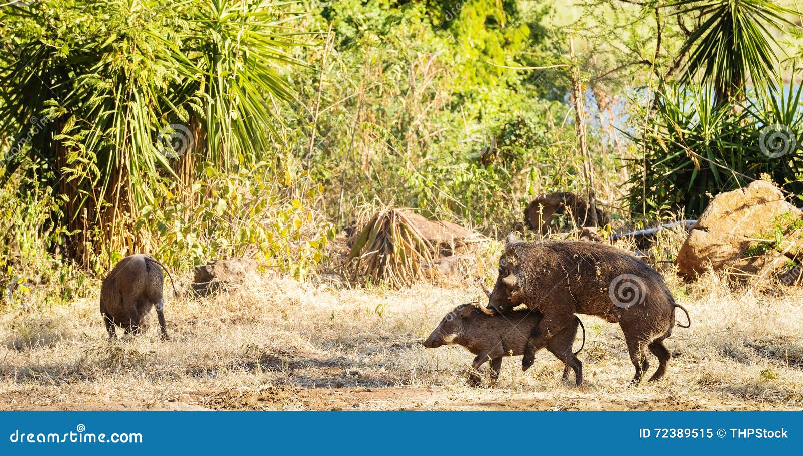 Mating Warthogs in Wild stock image. Image of grass, couple - 72389515